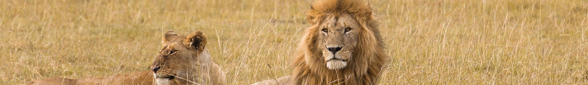 ¿Dónde ir de safari en diciembre